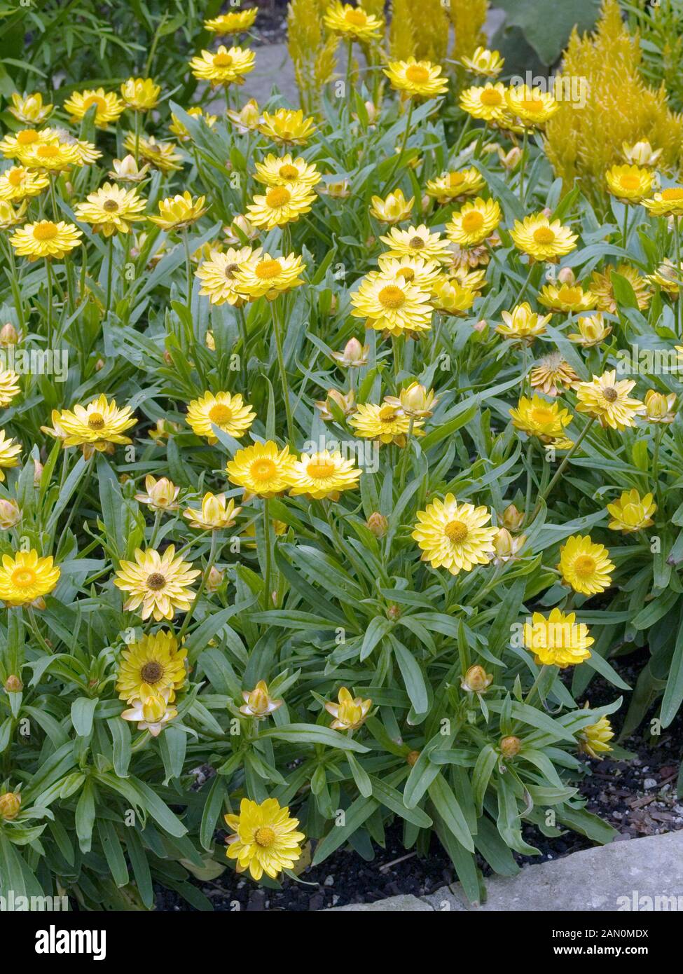 Bracteantha bracteata hi-res stock photography and images - Alamy