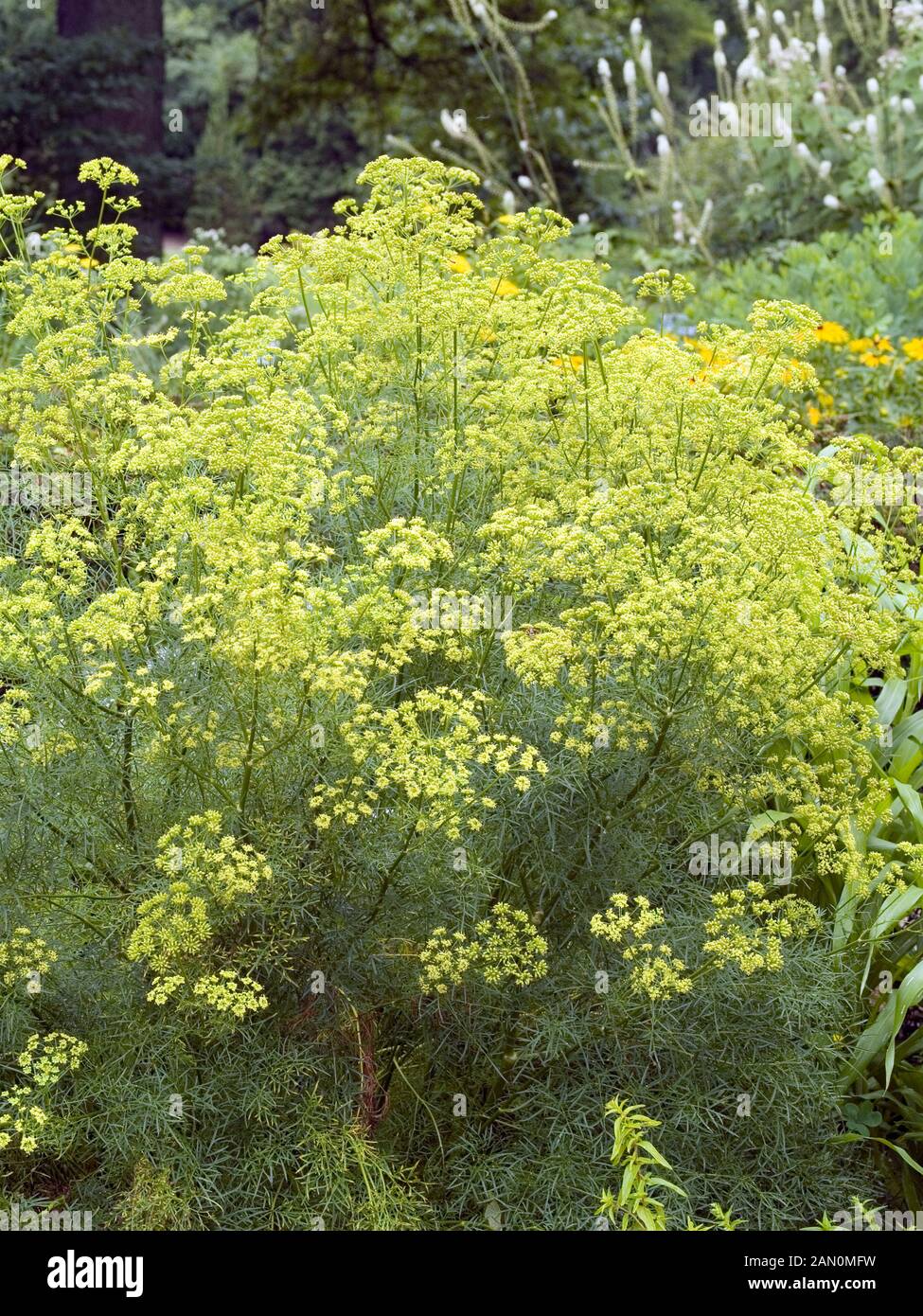 Ferula communis hi-res stock photography and images - Alamy