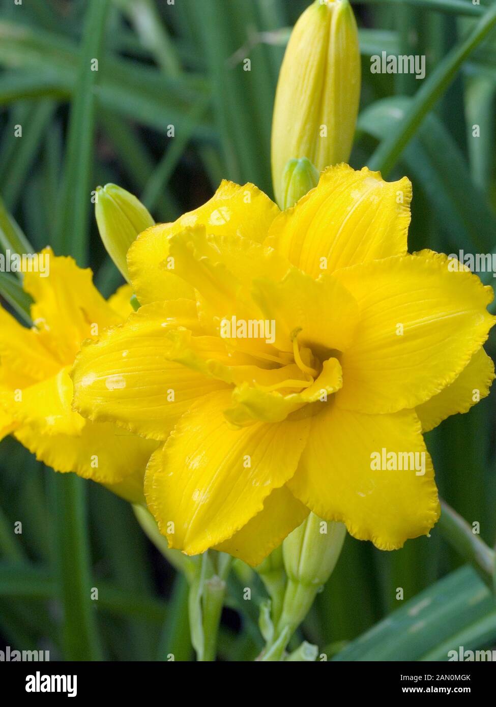 Condilla hi-res stock photography and images - Alamy