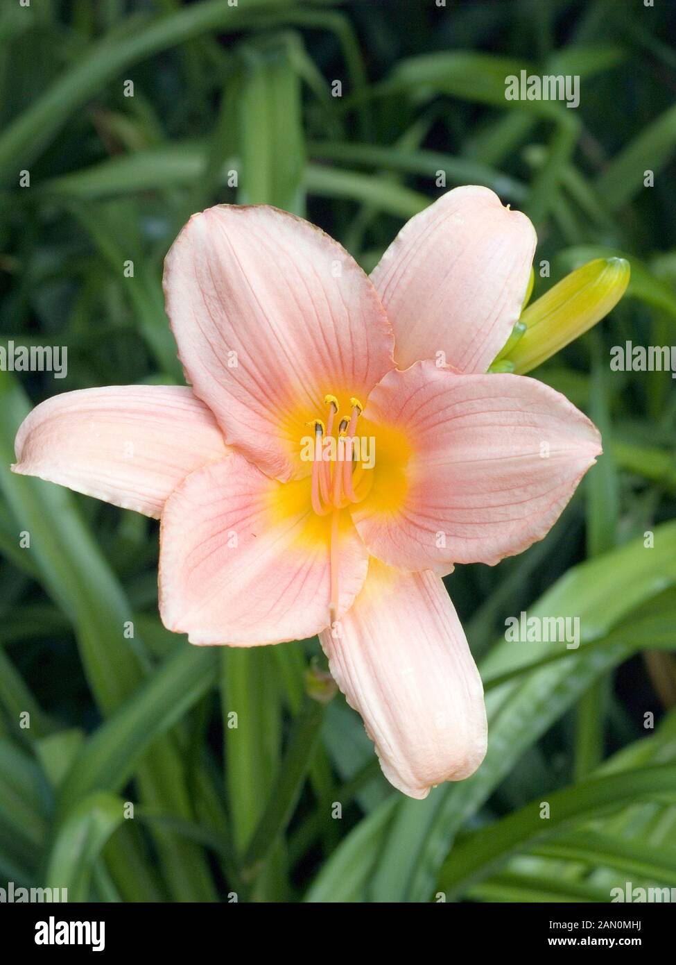 Jingle Shell High Resolution Stock Photography and Images - Alamy