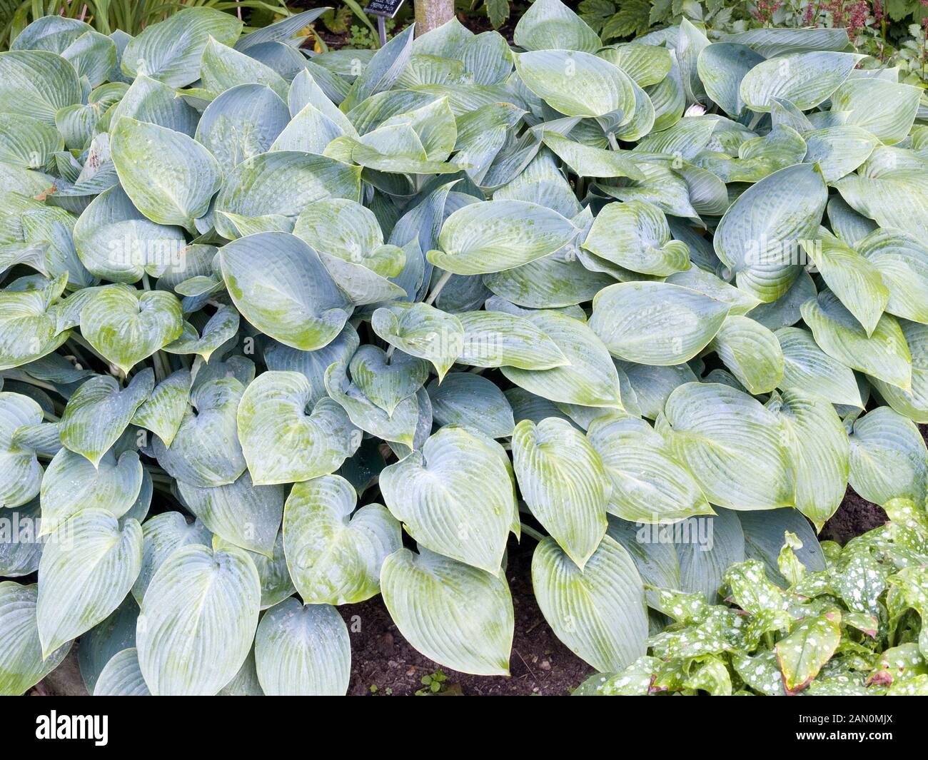 Hosta halcyon hi-res stock photography and images - Alamy