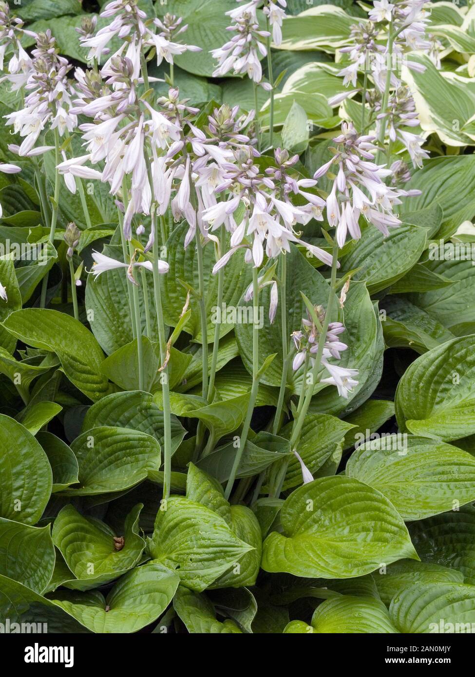 HOSTA FORTUNEI OBSCURA Stock Photo - Alamy
