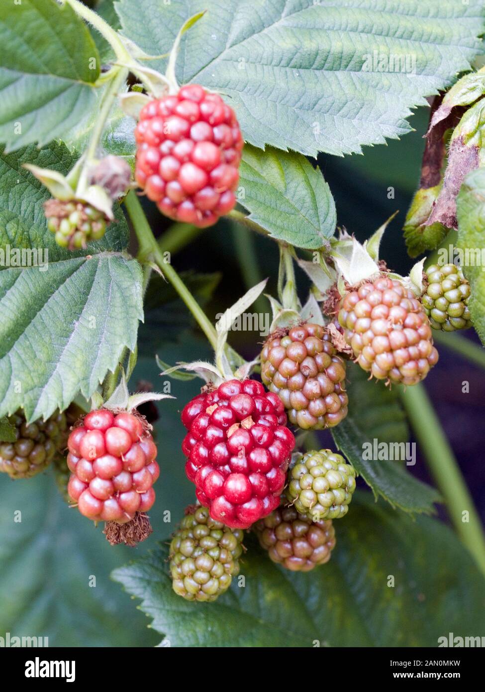 Loganberry hi-res stock photography and images - Alamy