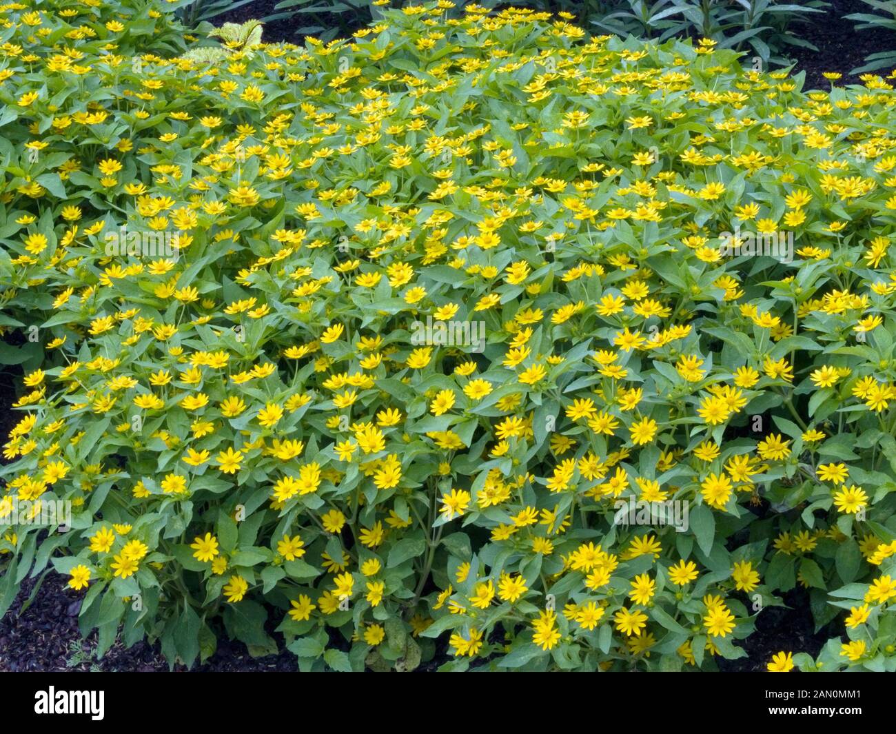 Melampodium showstar hi-res stock photography and images - Alamy