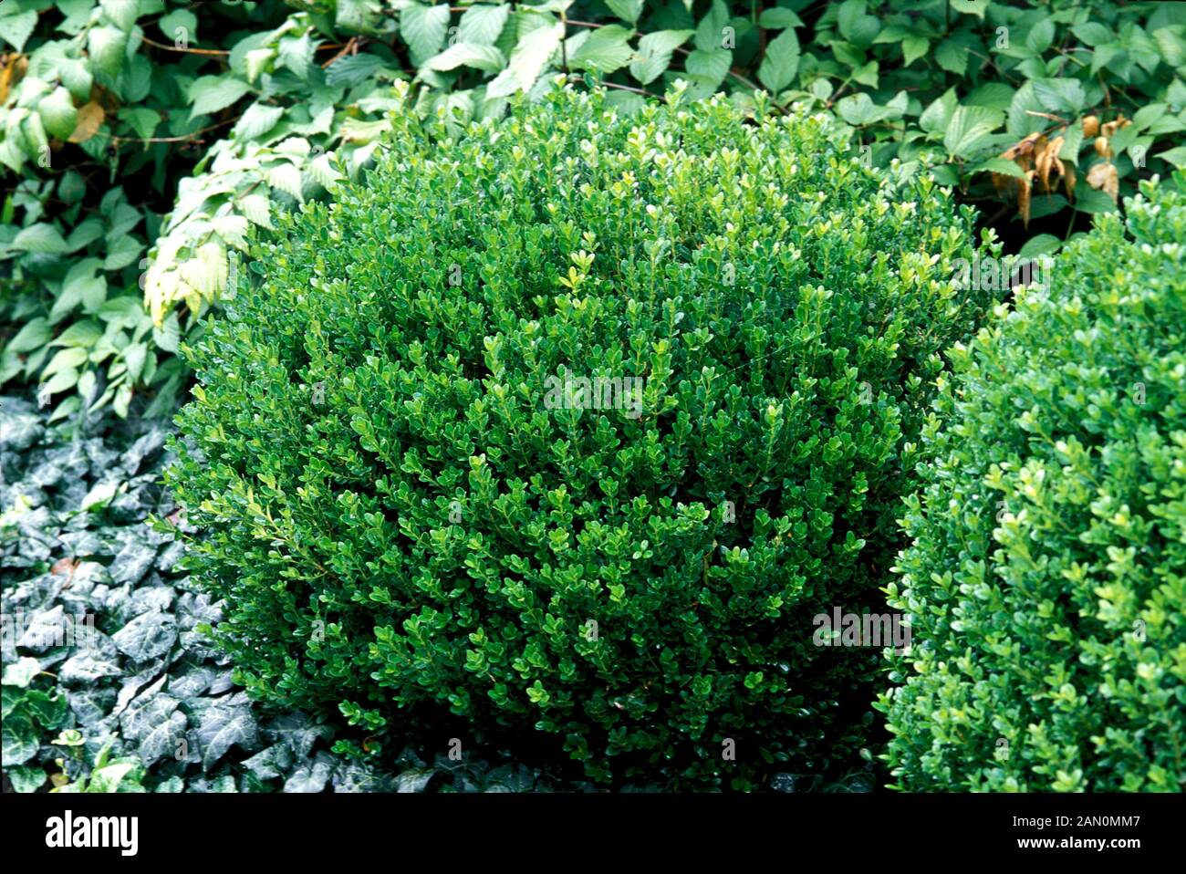 Gem box hi-res stock photography and images - Alamy