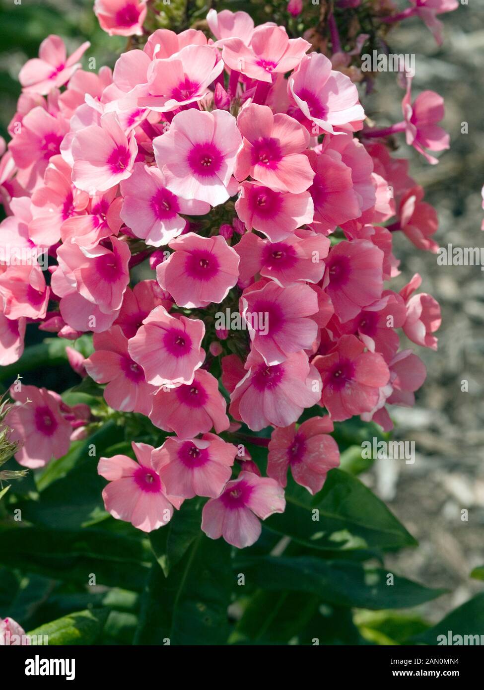 PHLOX PANICULATA PINK FLAME Stock Photo - Alamy