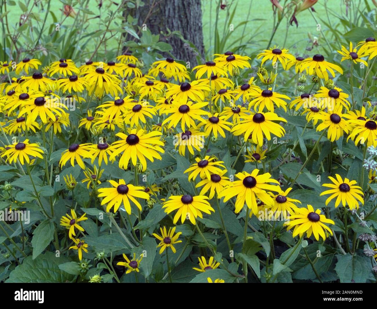 Rudbeckia fulgida goldsturm hi-res stock photography and images - Alamy