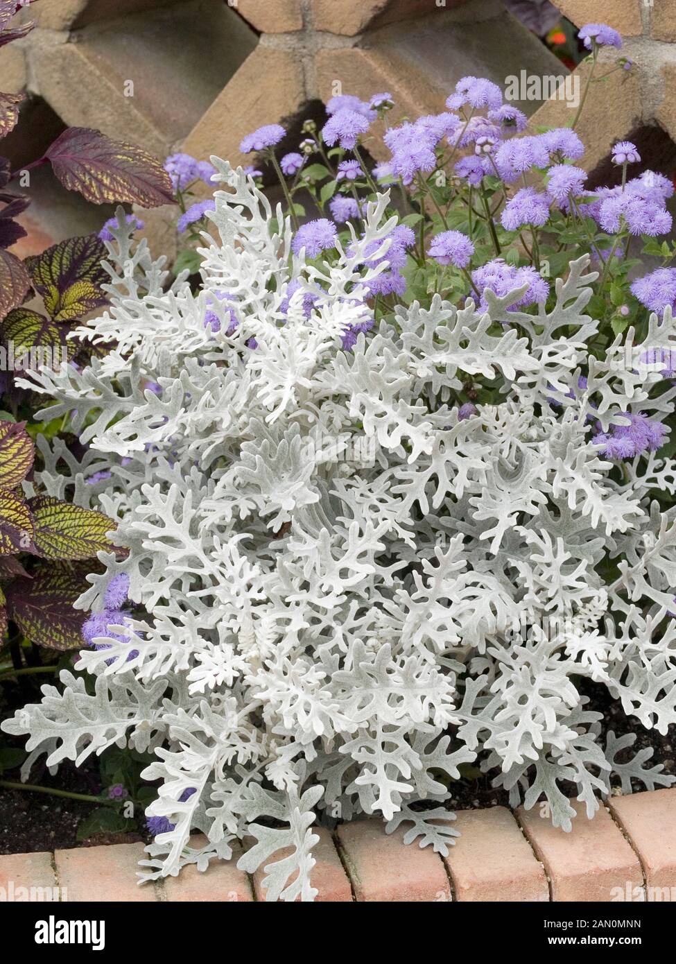 SENECIO CINERARIA DUSTY MILLER Stock Photo - Alamy SENECIO CINERARIA DUSTY MILLER Stock Photo - Alamy