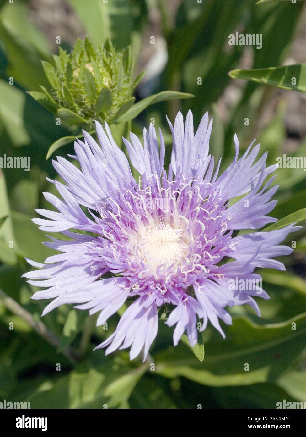 Jelitto High Resolution Stock Photography and Images - Alamy