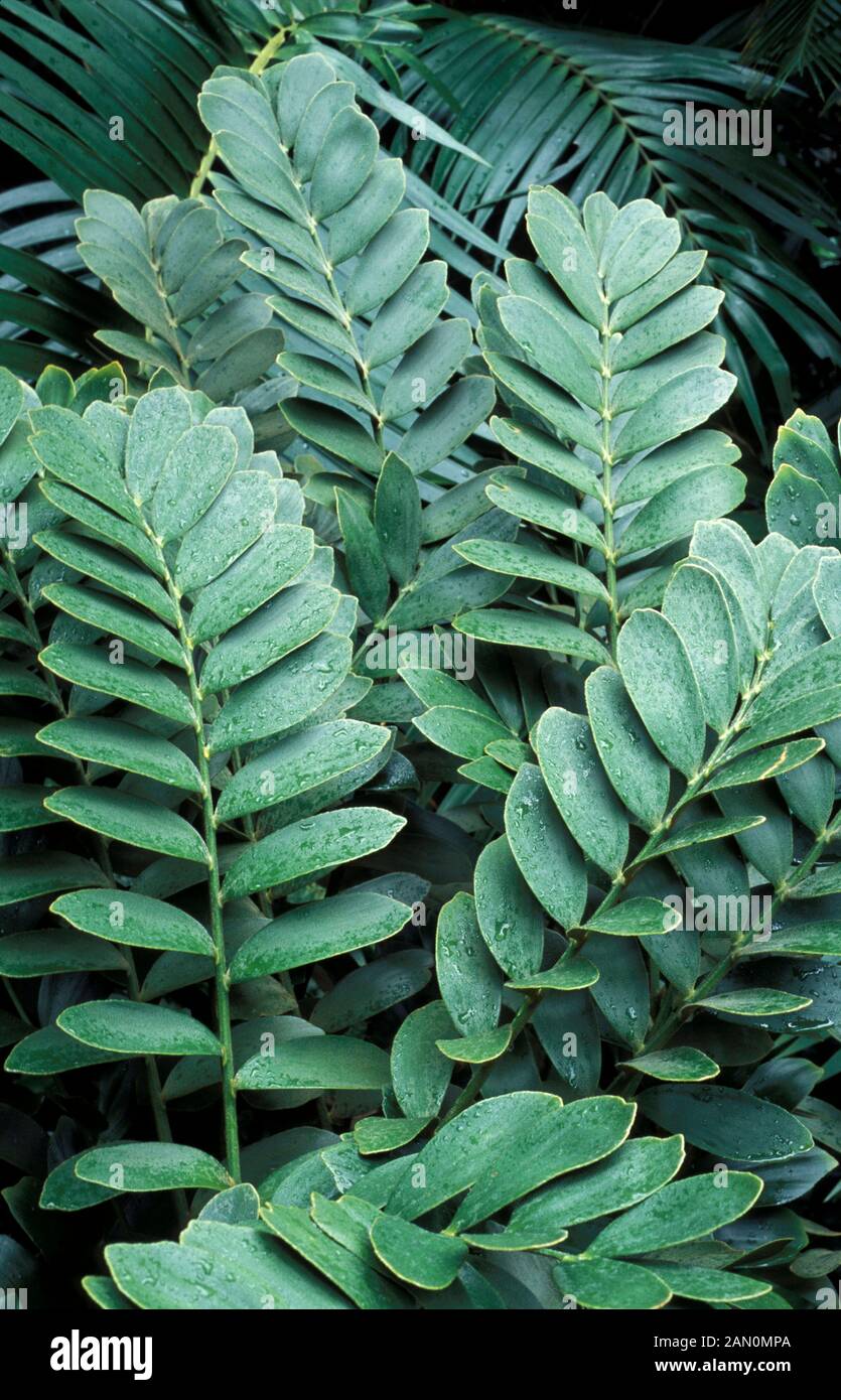 Zamia High Resolution Stock Photography and Images - Alamy