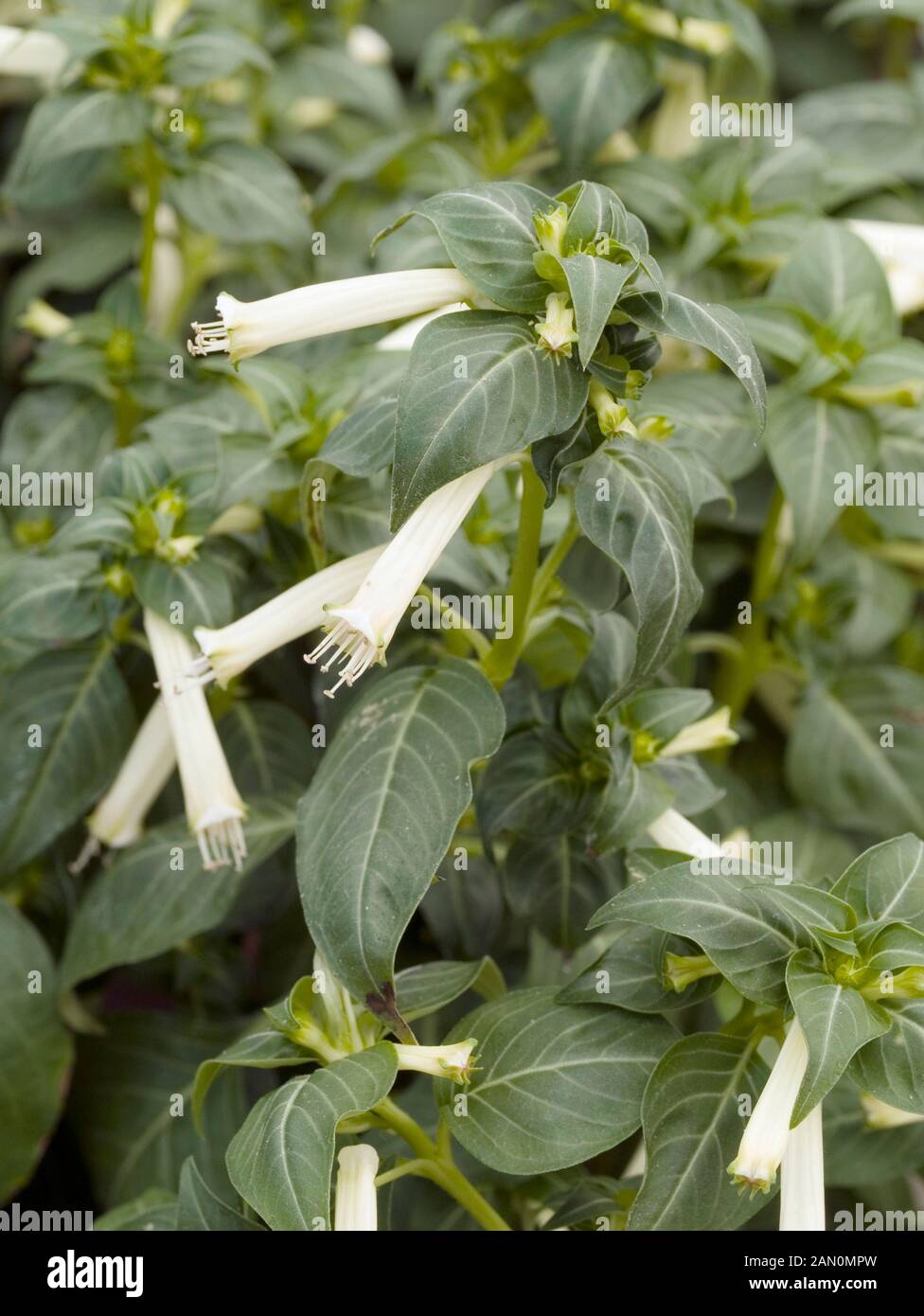 CUPHEA IGNEA 'MATCHMAKER WHITE' Stock Photo - Alamy