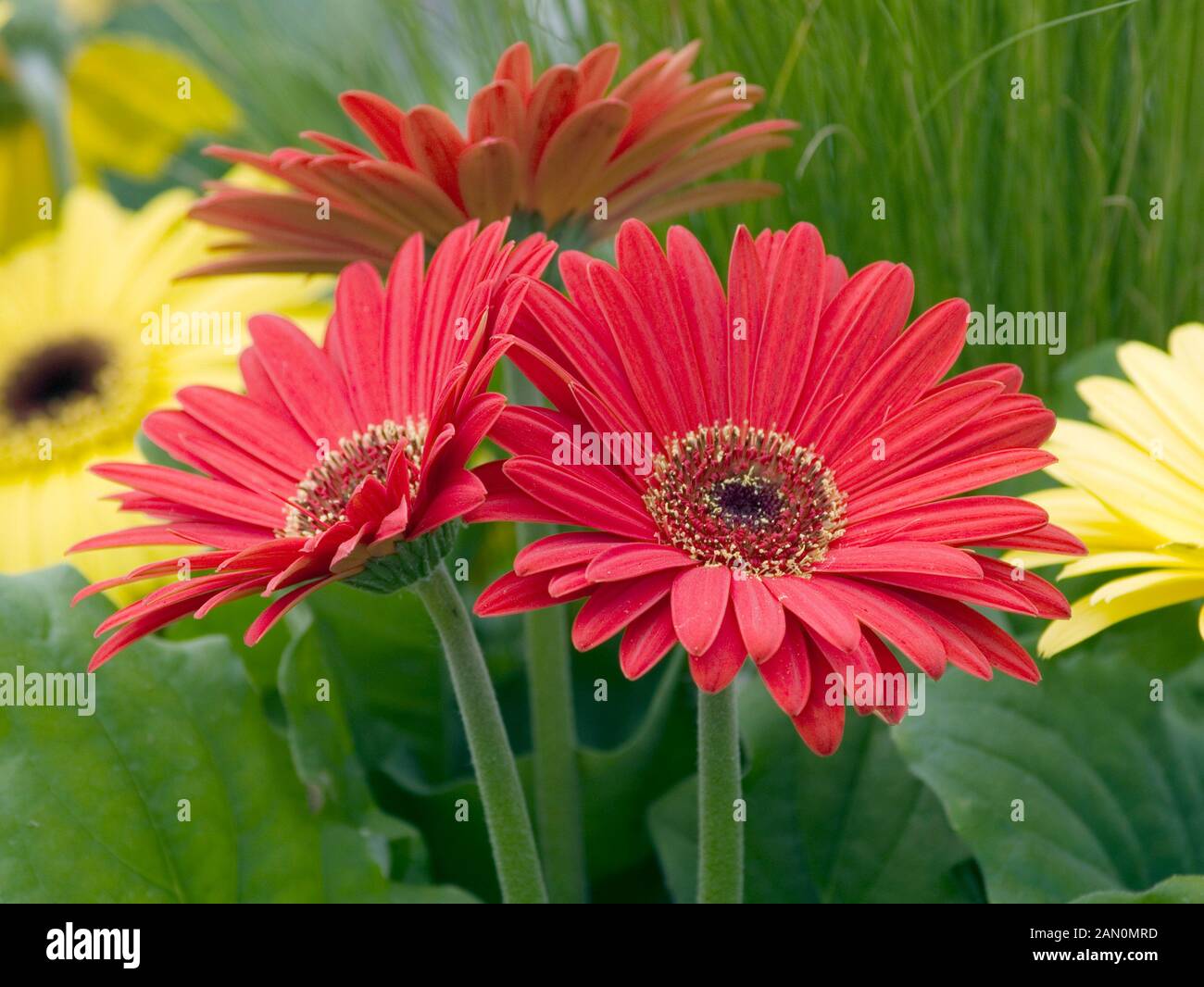 GERBERA JAMESONII REVOLUTION RED Stock Photo - Alamy