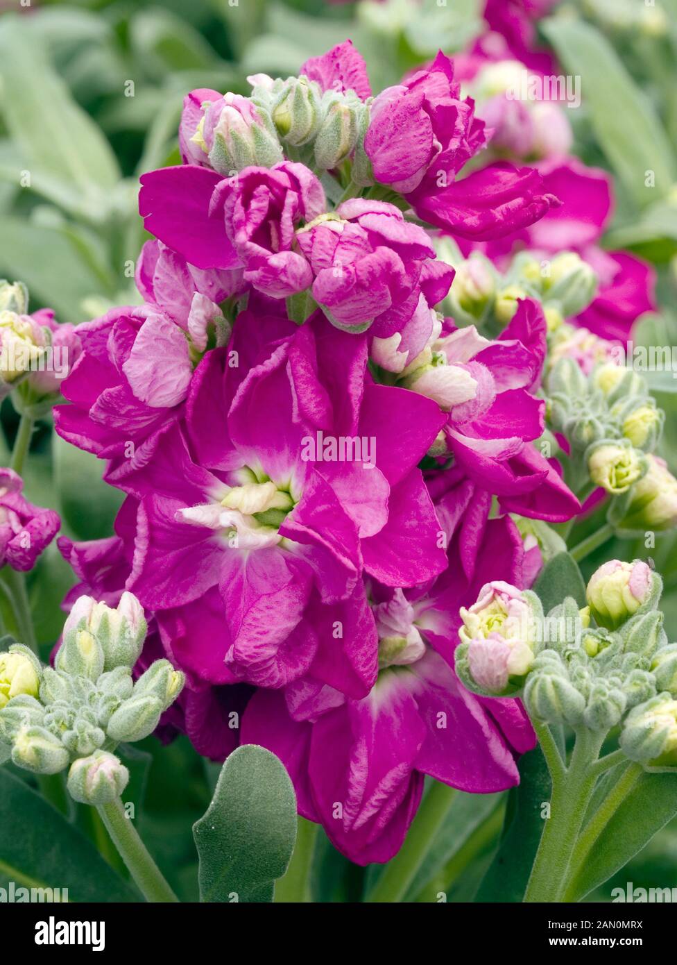 Matthiola incana hi-res stock photography and images - Alamy