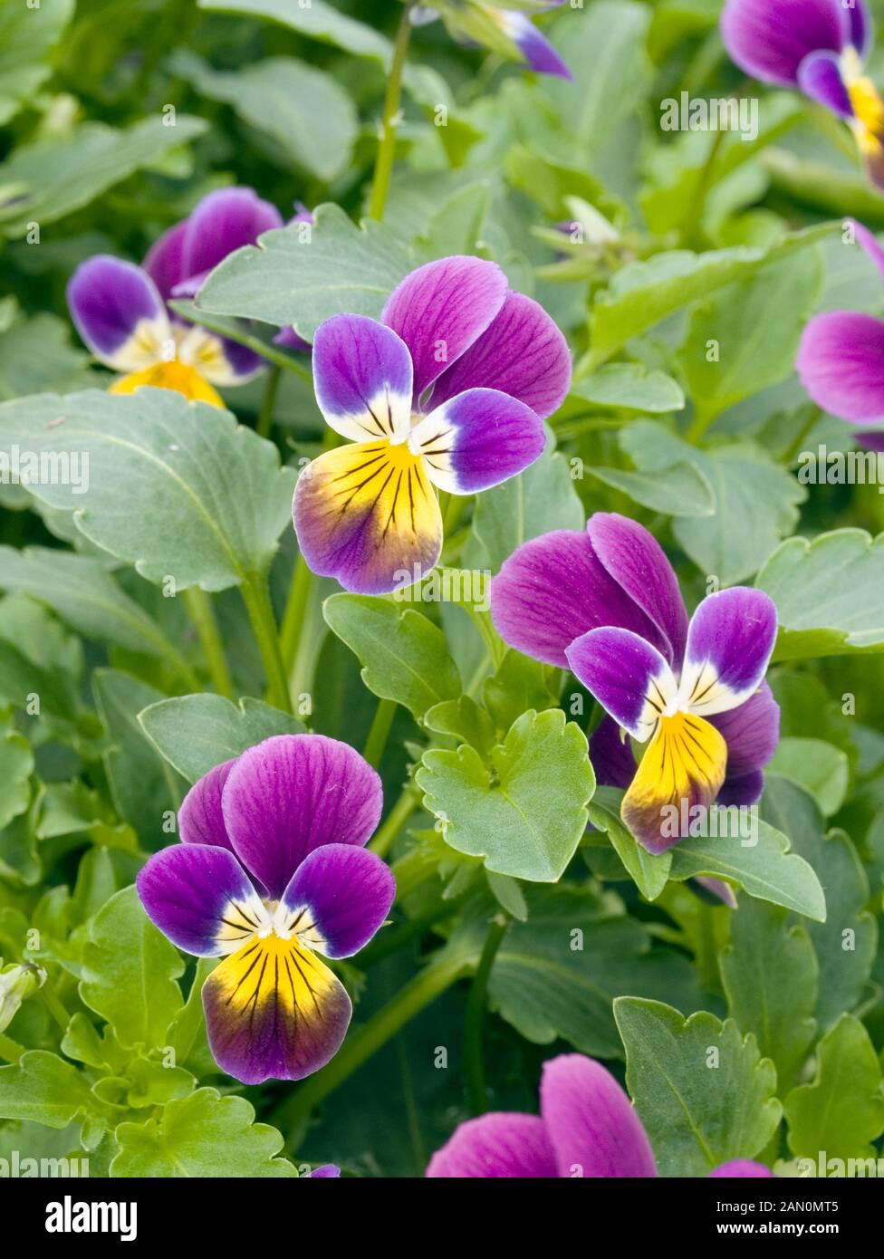 Viola cornuta yellow hi-res stock photography and images - Alamy