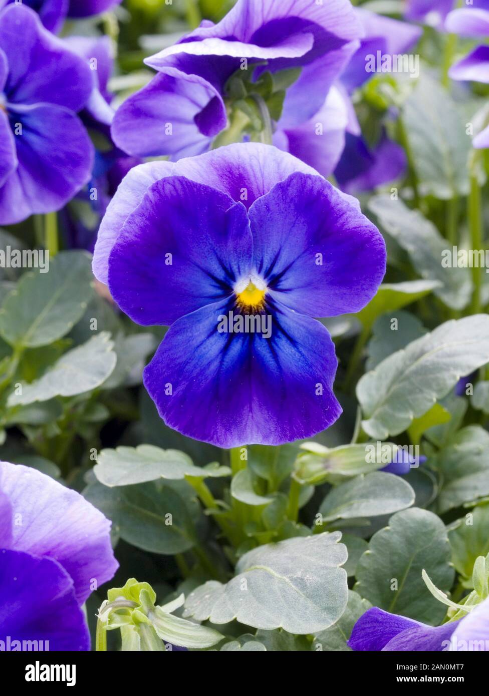 Skippy hi-res stock photography and images - Alamy