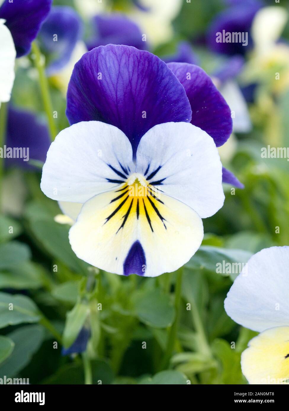 Skippy blue hi-res stock photography and images - Alamy