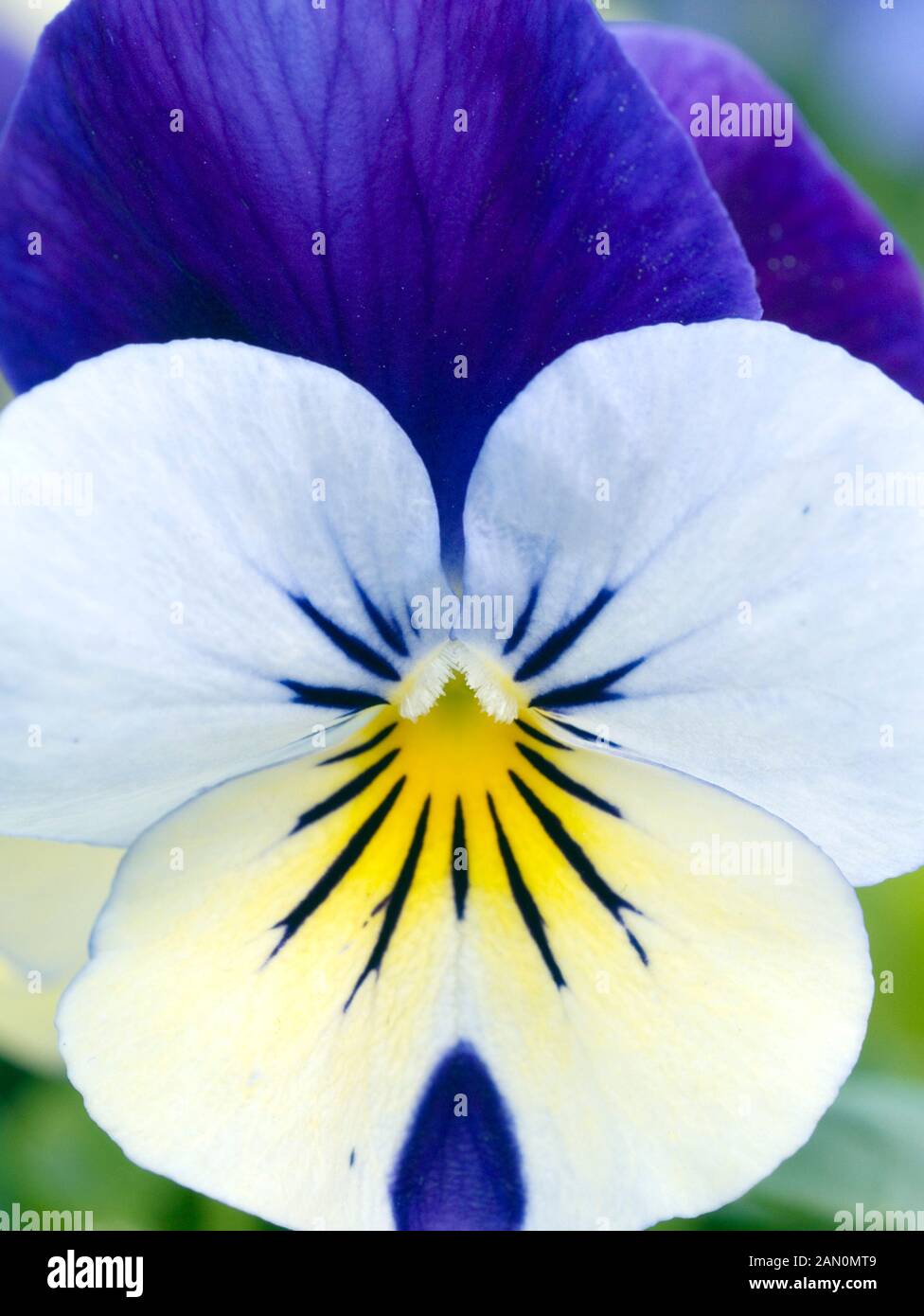 Skippy blue hi-res stock photography and images - Alamy