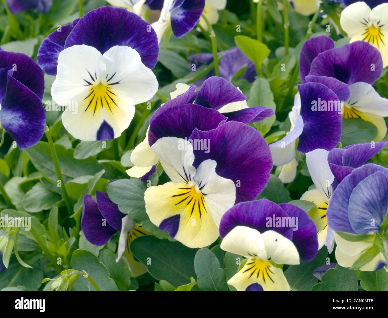 Viola cornuta blue hi-res stock photography and images - Alamy