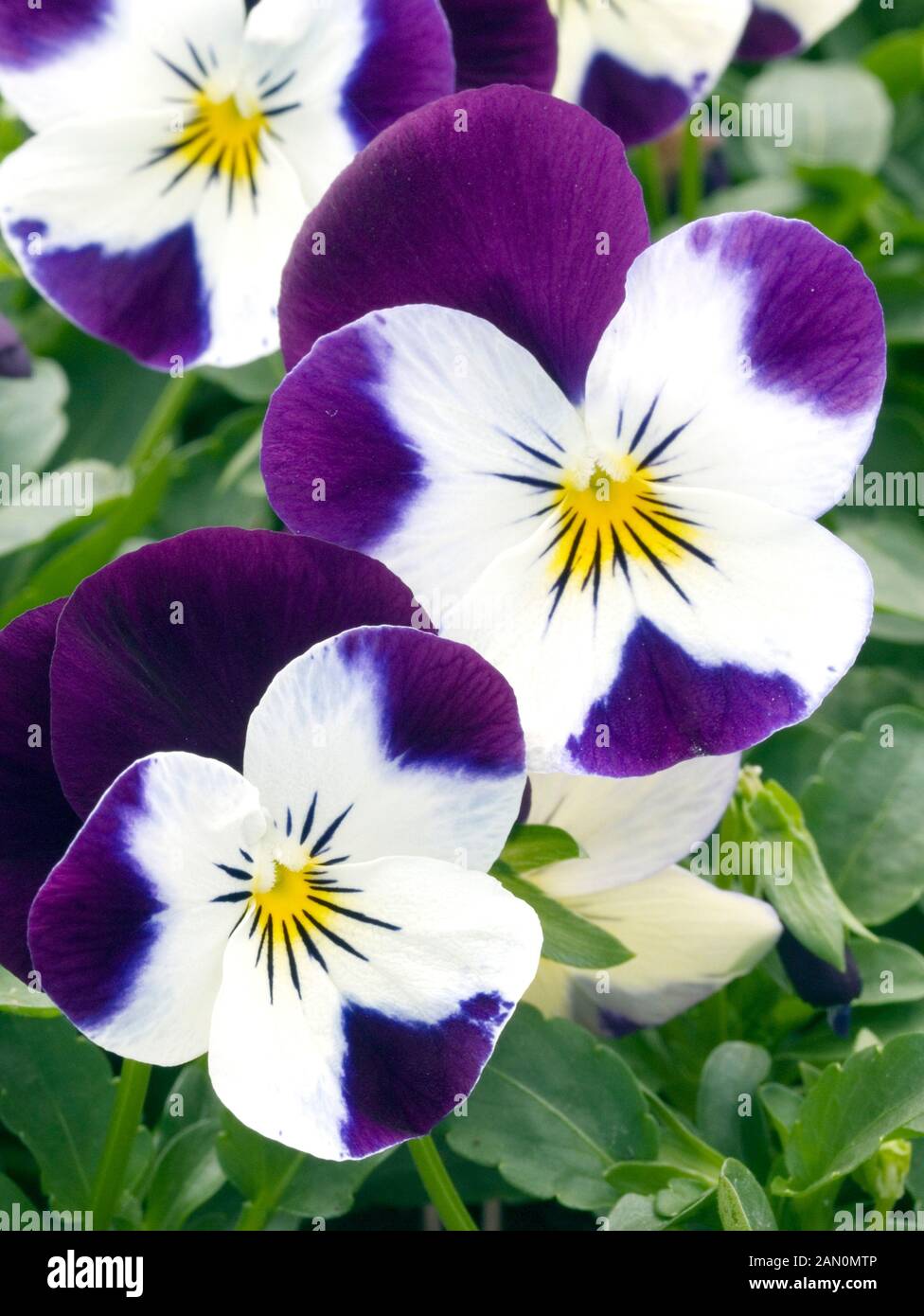 Violet wing hi-res stock photography and images - Alamy