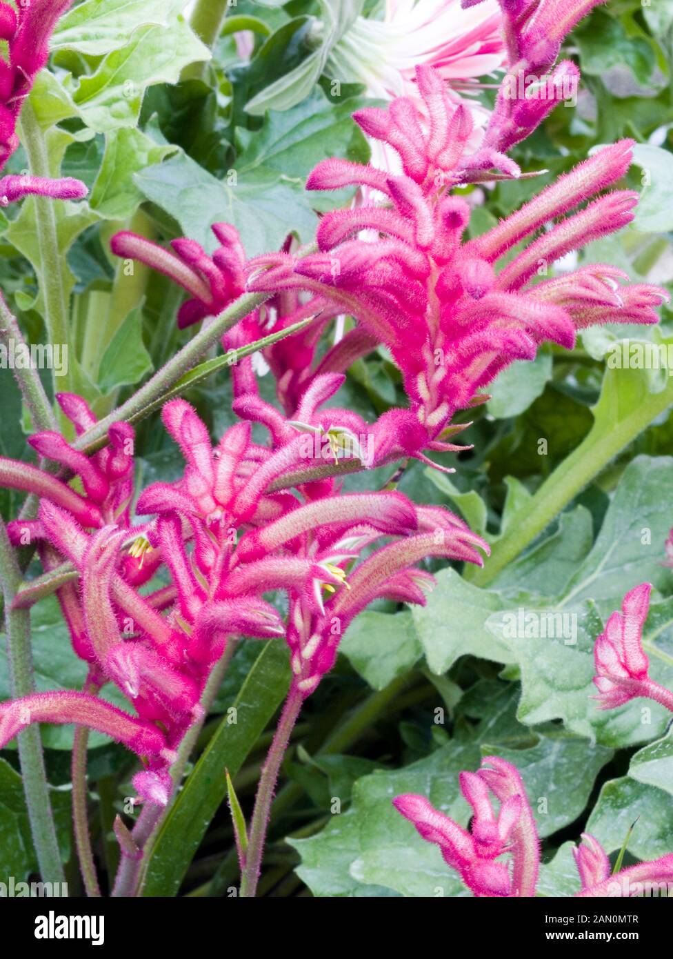 Kanga hi-res stock photography and images - Alamy