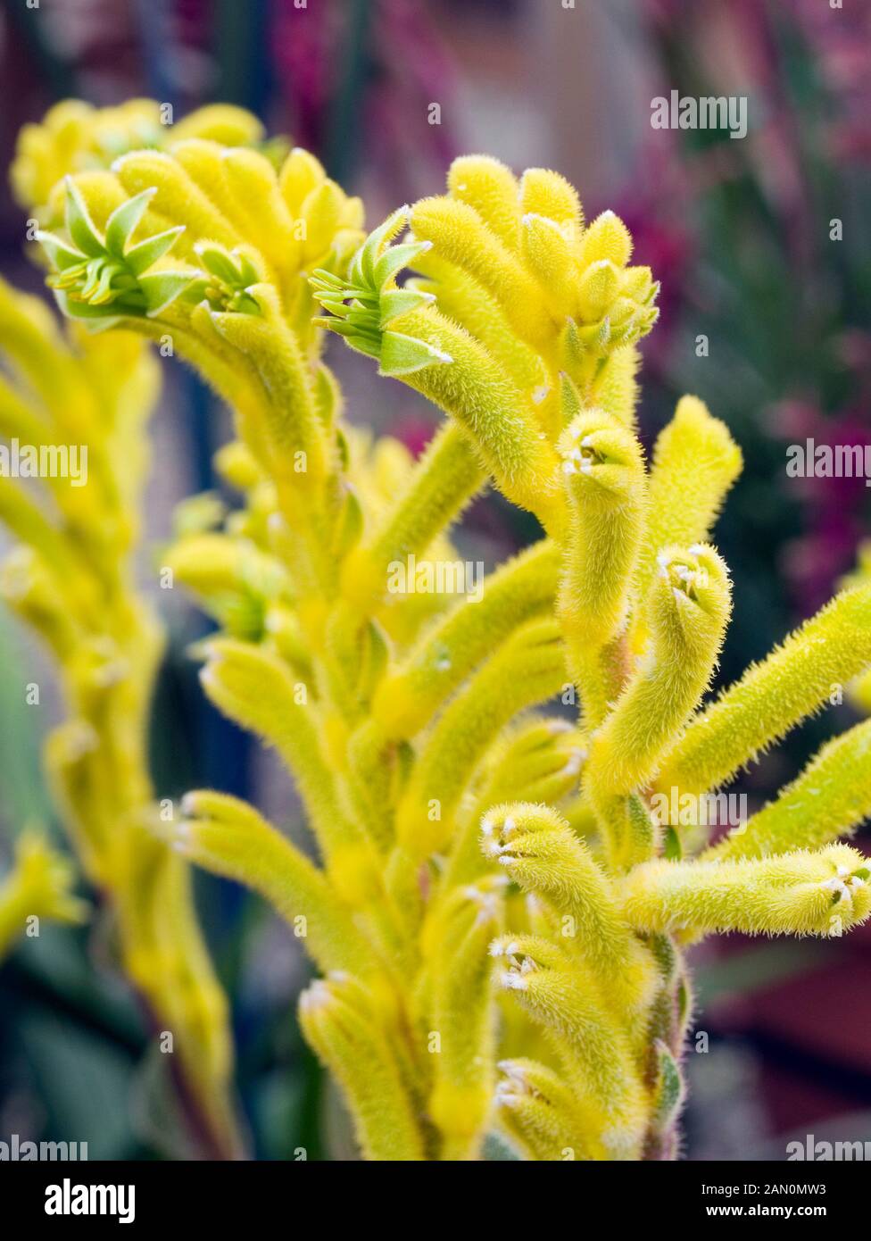 Kanga hi-res stock photography and images - Alamy