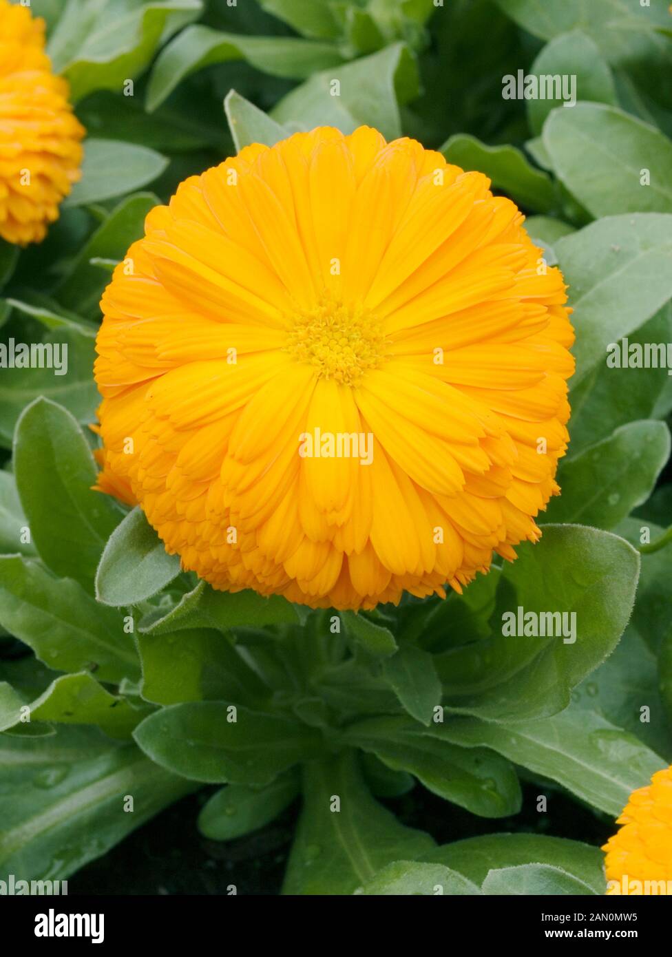 CALENDULA OFFICINALIS BON BON ORANGE Stock Photo - Alamy