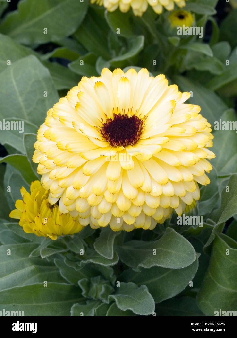 Bon bon yellow hi-res stock photography and images - Alamy