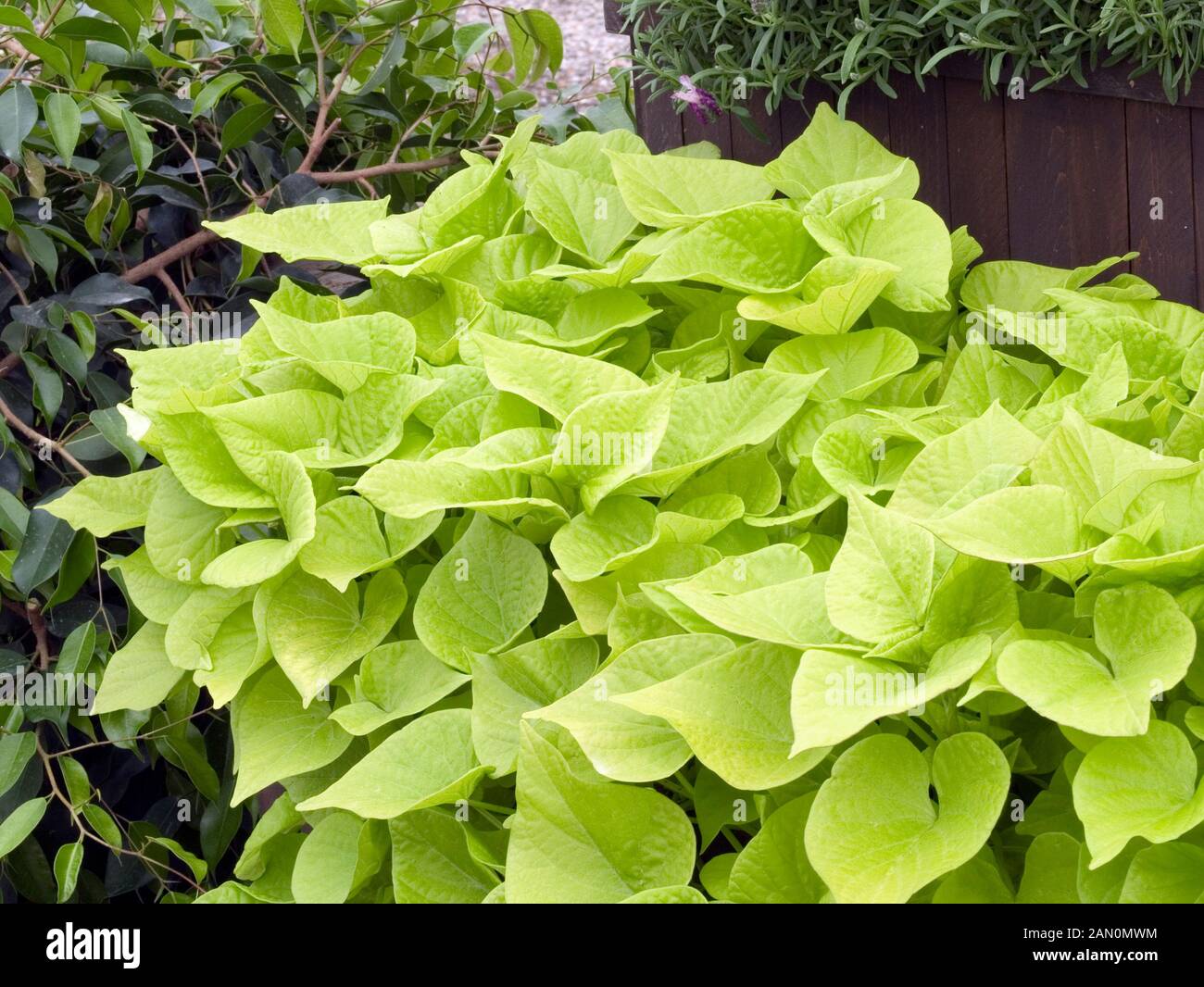 IPOMOEA BATATAS SWEET HEART LIGHT GREEN Stock Photo - Alamy