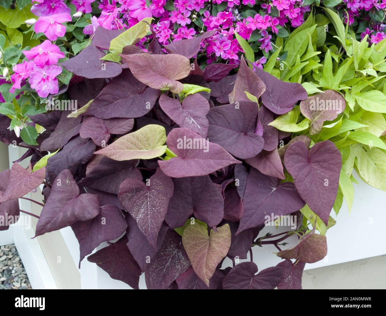 Ipomoea Batatas Purple High Resolution Stock Photography and Images - Alamy