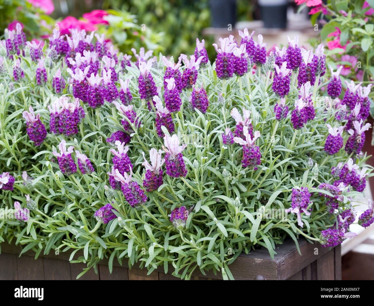 Barcelona rose hi-res stock photography and images - Alamy