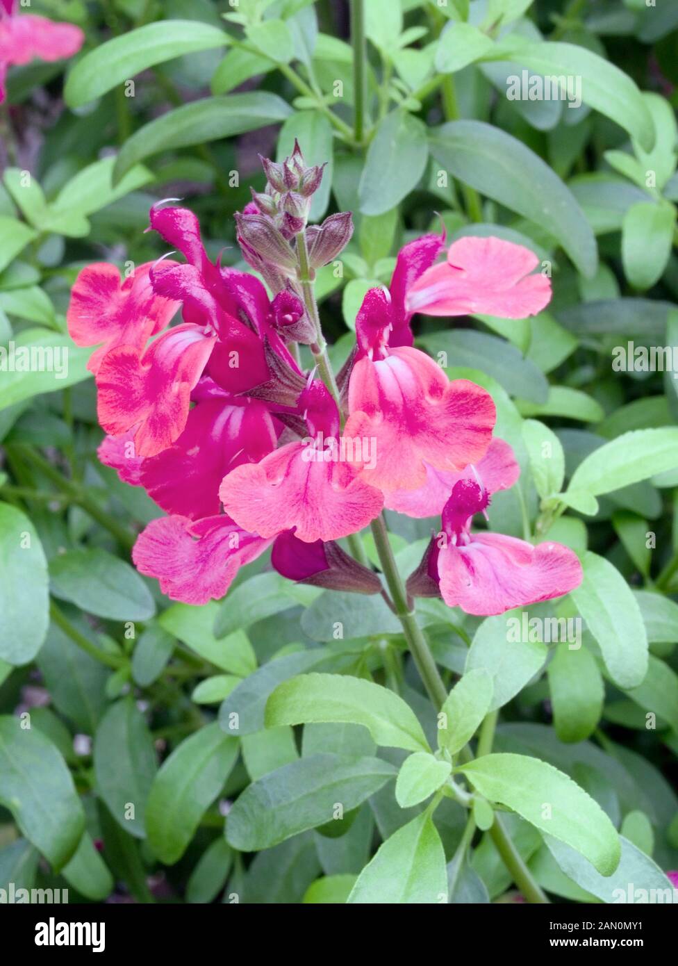 Salvia greggii cherry hi-res stock photography and images - Alamy