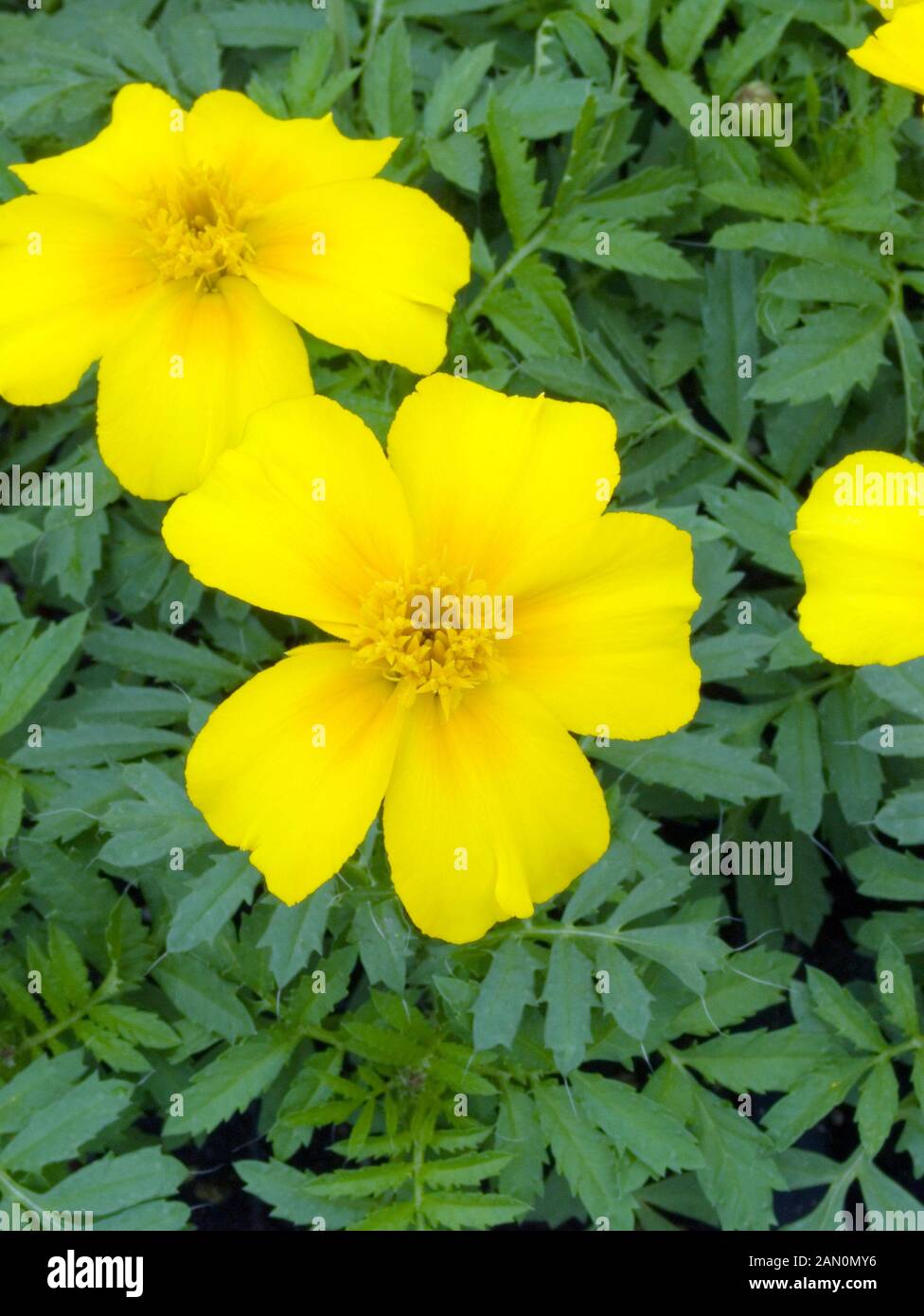 Disco golden yellow hi-res stock photography and images - Alamy