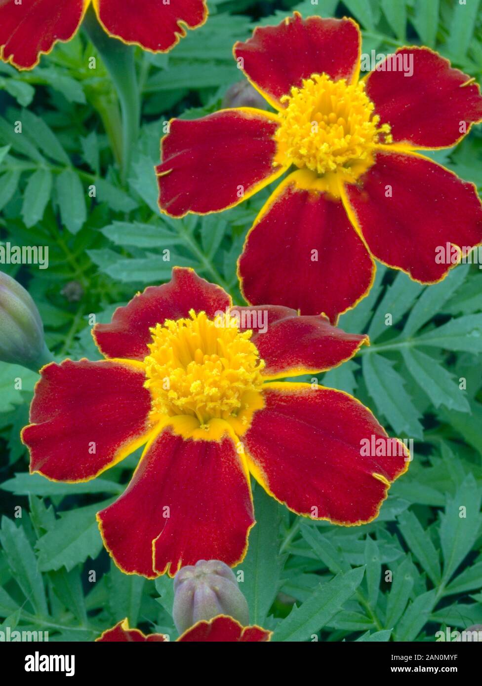 Red disco hi-res stock photography and images - Alamy