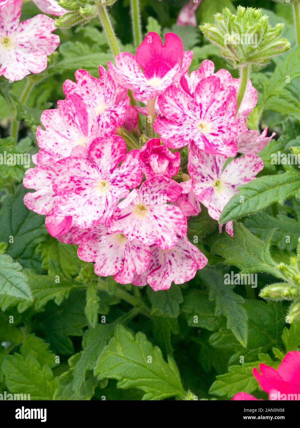 Red white verbena hi-res stock photography and images - Alamy