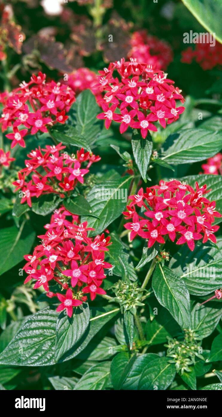 Red pentas hi-res stock photography and images - Alamy