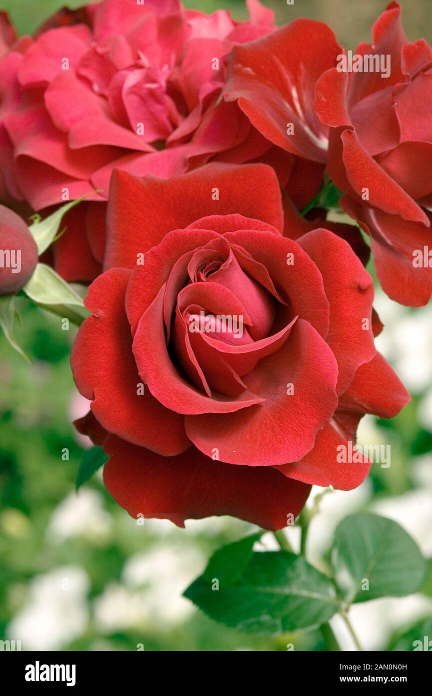 Rosa cherry hi-res stock photography and images - Alamy