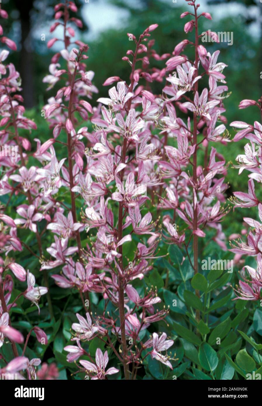 Dictamnus alba hi-res stock photography and images - Alamy