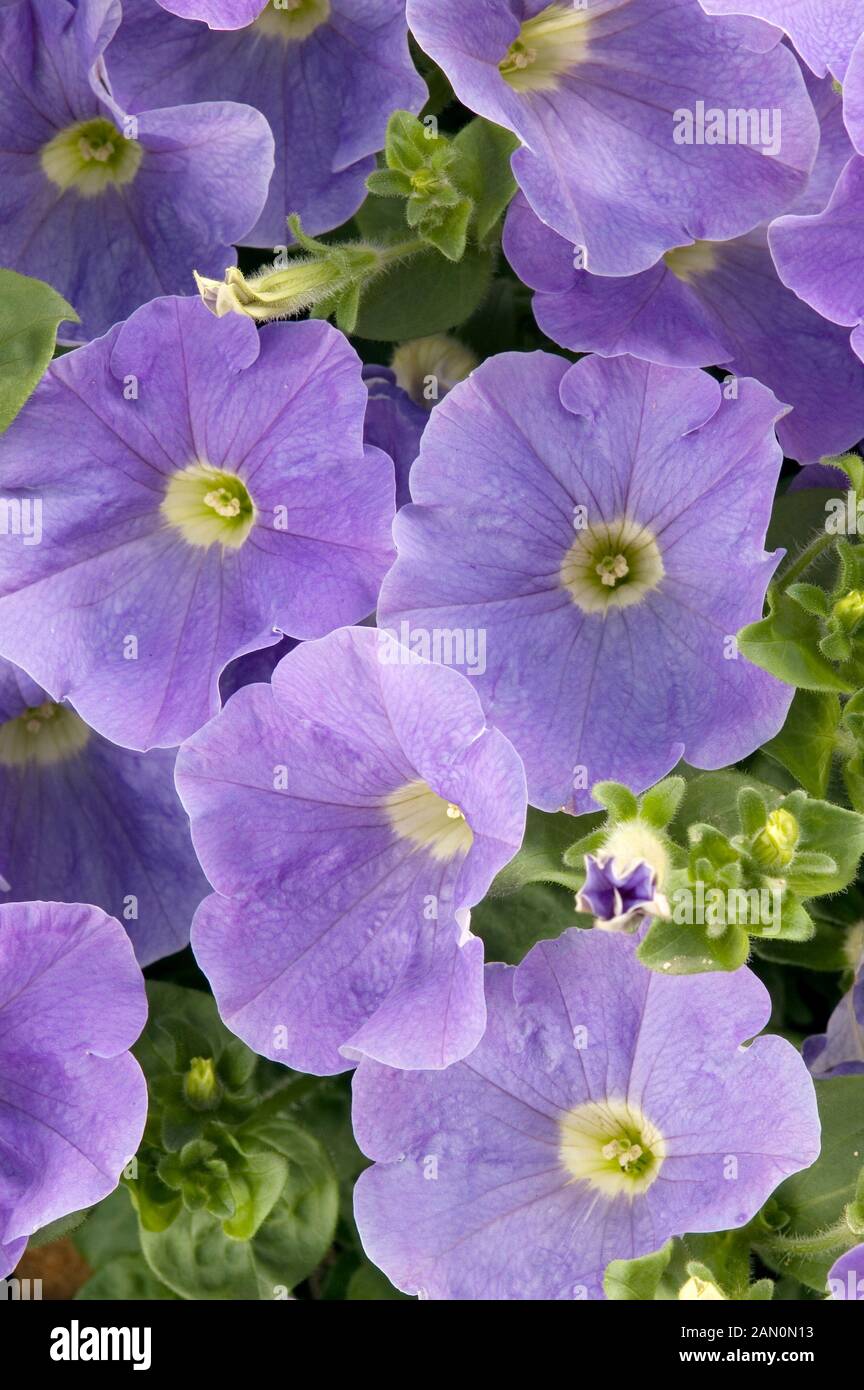 PETUNIA SURFINIA SKY BLUE Stock Photo - Alamy