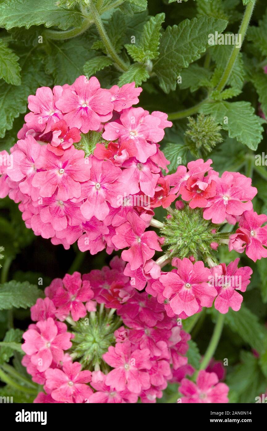 Temari verbena hi-res stock photography and images - Alamy