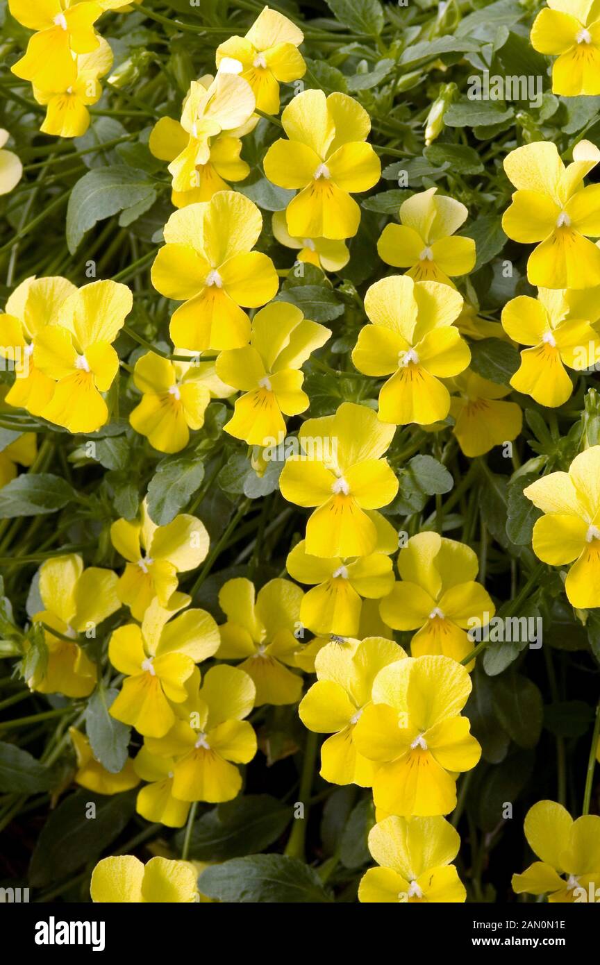 Violina hi-res stock photography and images - Alamy