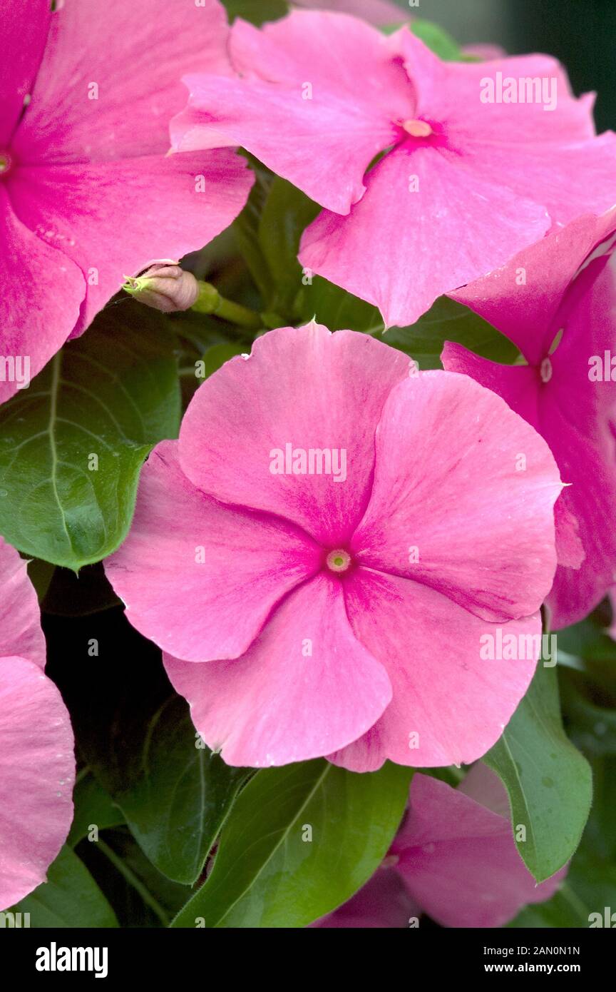 Devil rose hi-res stock photography and images - Alamy