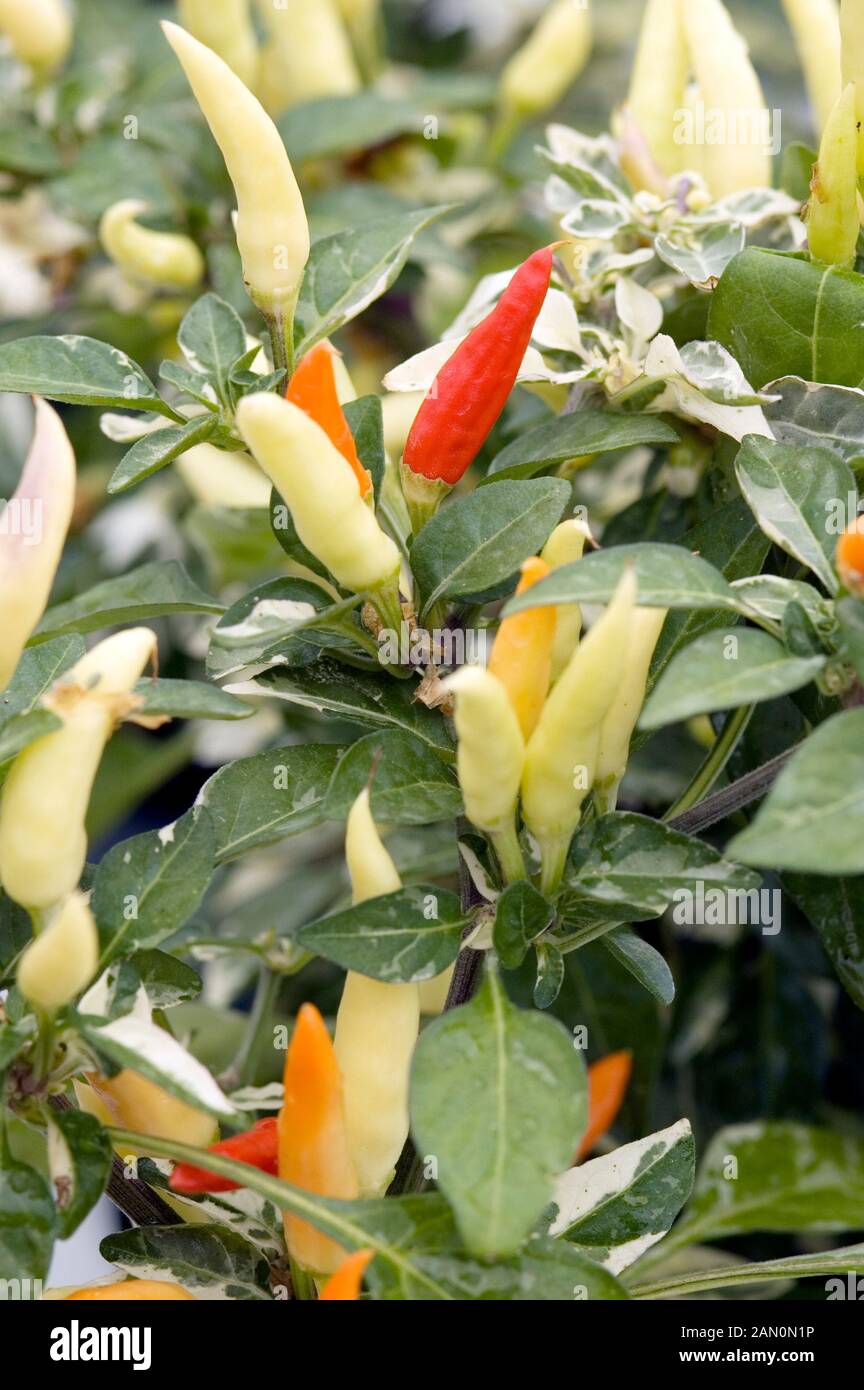 CAPSICUM ANNUUM SHU Stock Photo - Alamy