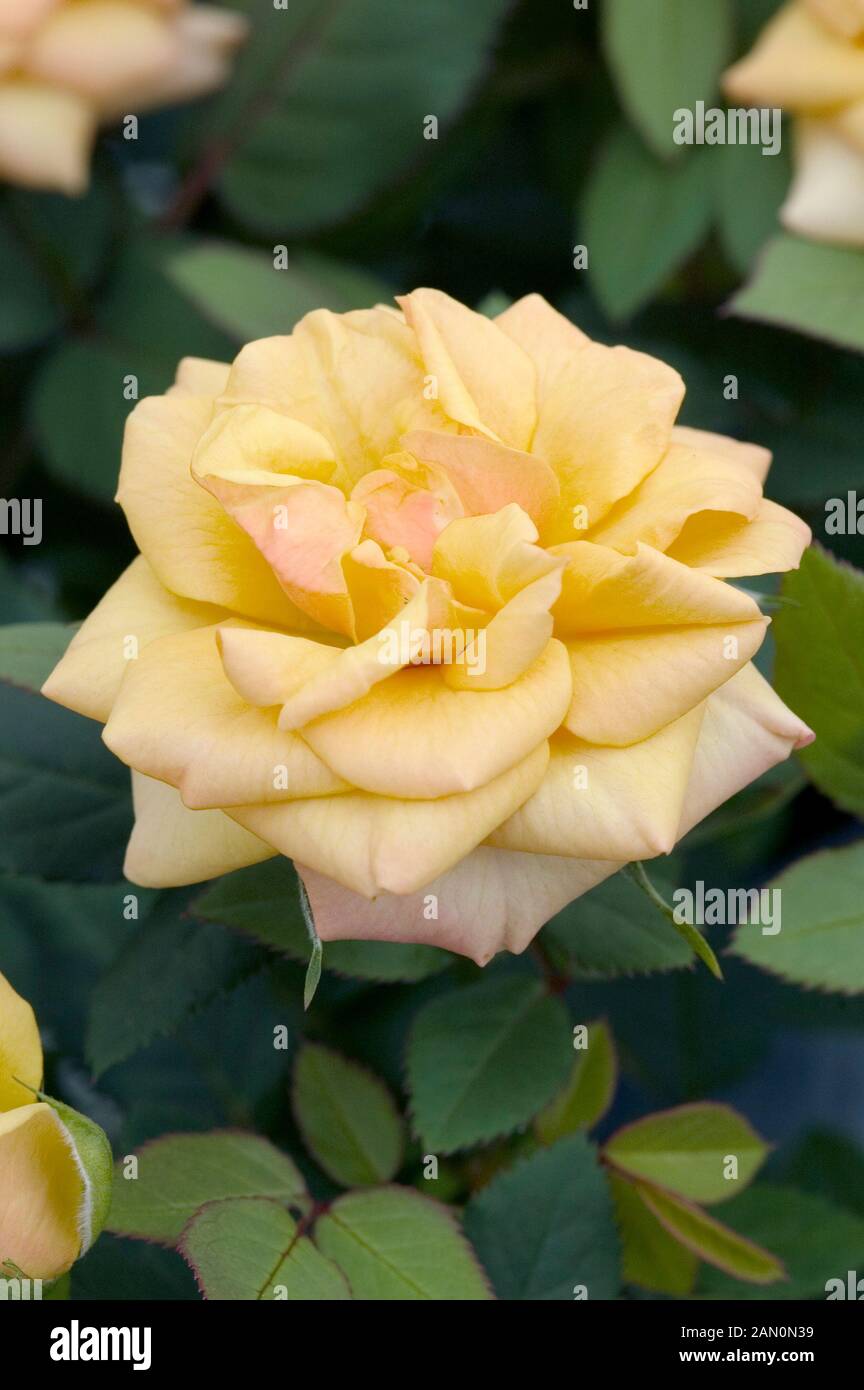 Cinderella rose hi-res stock photography and images - Alamy