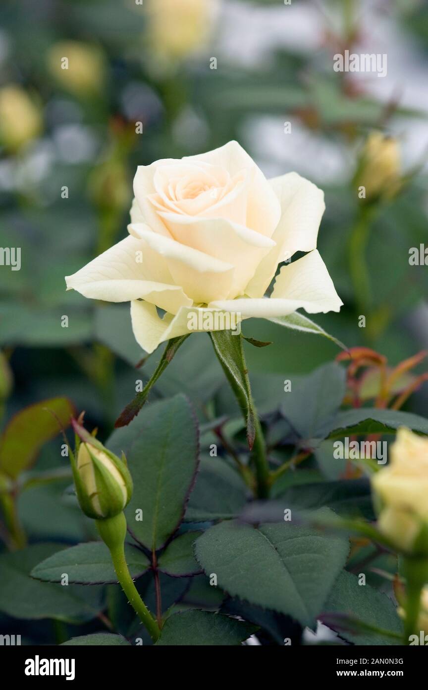 Rose emily hi-res stock photography and images - Alamy