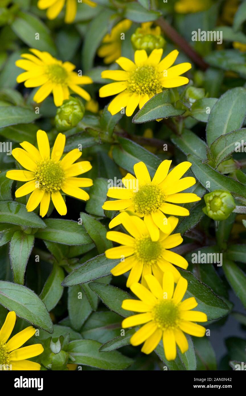 Sanvitalia Procumbens High Resolution Stock Photography and Images - Alamy