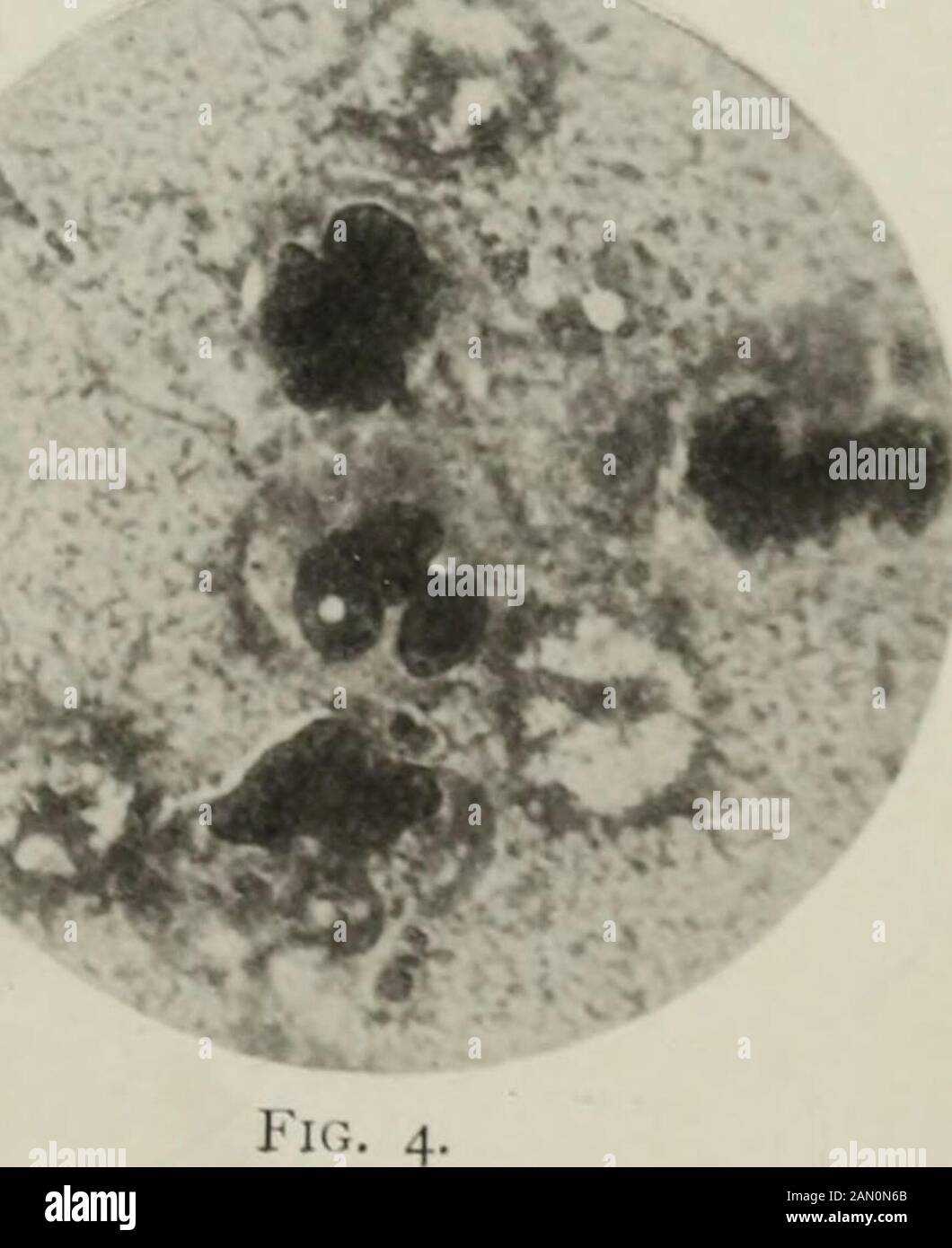 Transactions of the odontological society of Great Britain . PLATE VI ...
