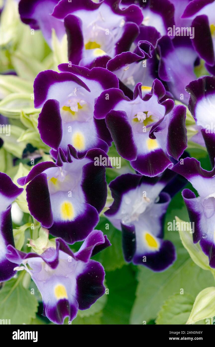 Blue devil hi-res stock photography and images - Alamy