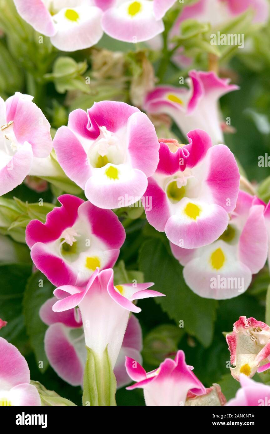 Devil rose hi-res stock photography and images - Alamy