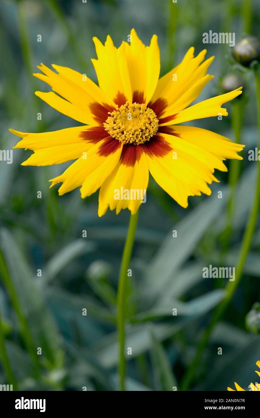 Coreopsis heliot hi-res stock photography and images - Alamy