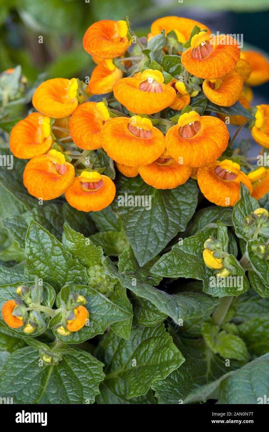 Calceolaria pita petit orange hi-res stock photography and images - Alamy